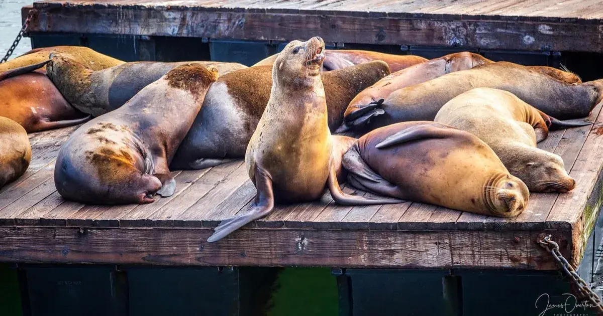 10 Things to Do at PIER 39 | San Francisco Travel